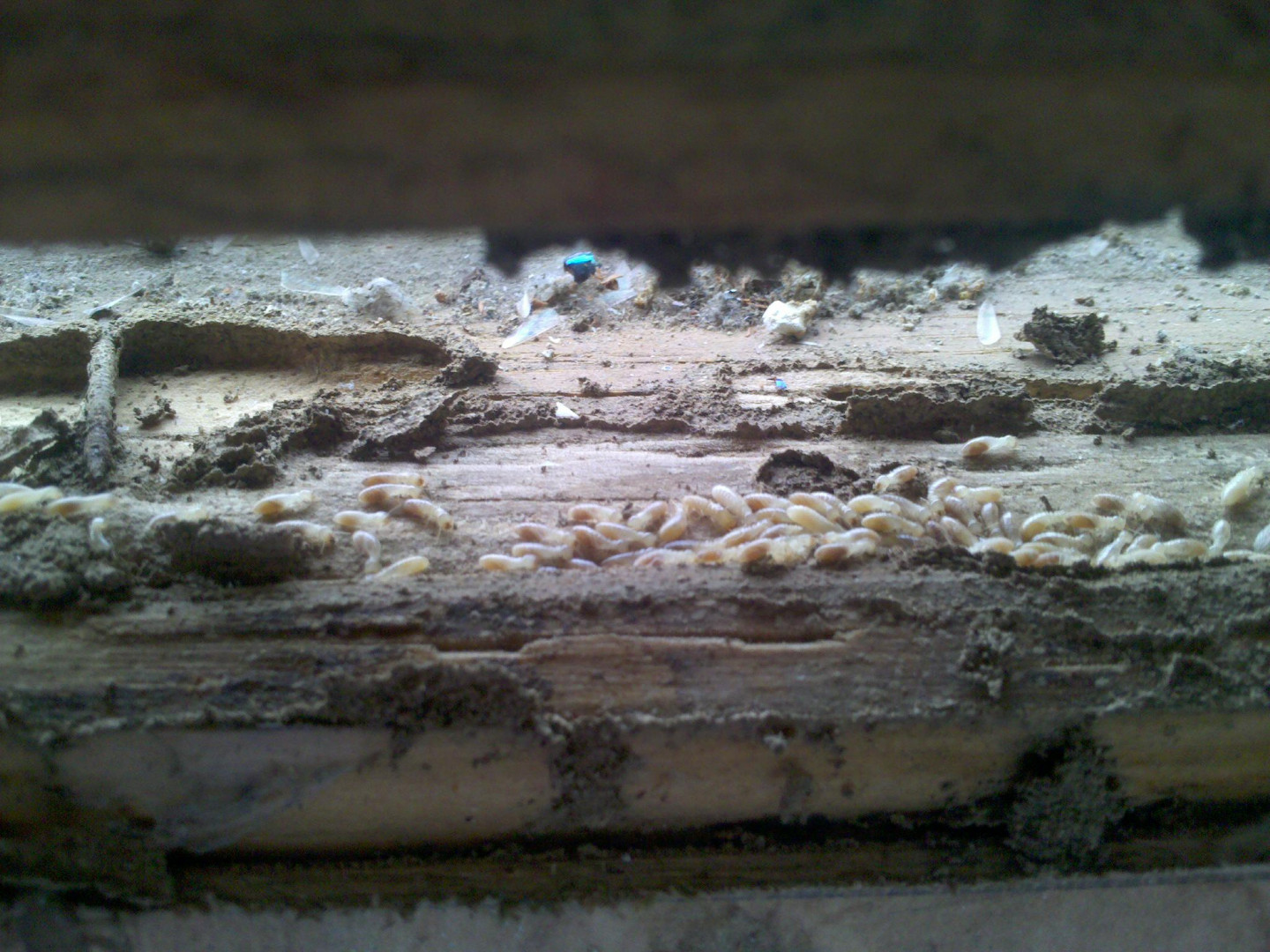 Termite Control | Rancho Cucamonga, Bishop & San Bernardino, CA | Big ...